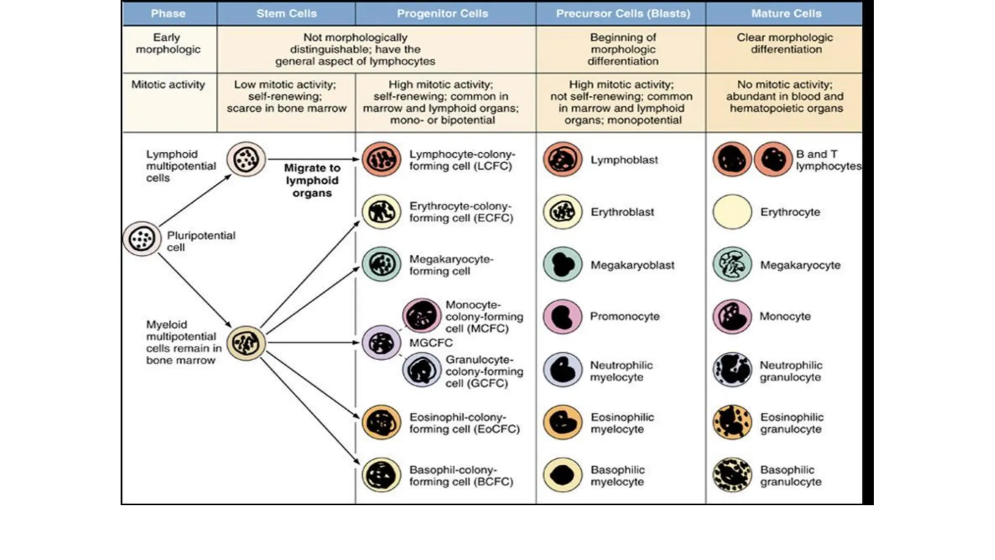 BLOOD AND BLOOD COMPONENT- introduction to blood physiology | PPT