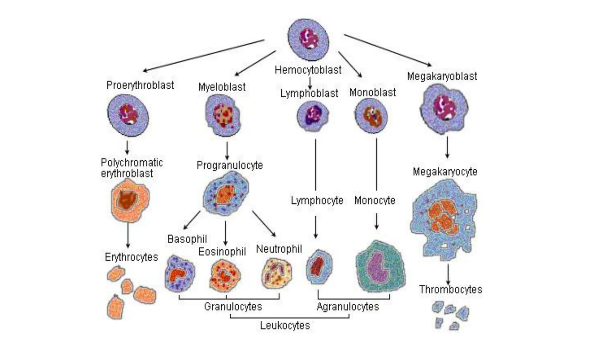 BLOOD AND BLOOD COMPONENT- introduction to blood physiology | PPT