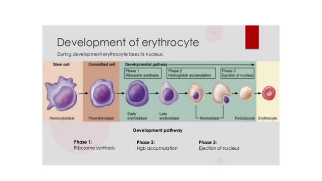 BLOOD AND BLOOD COMPONENT- introduction to blood physiology | PPT