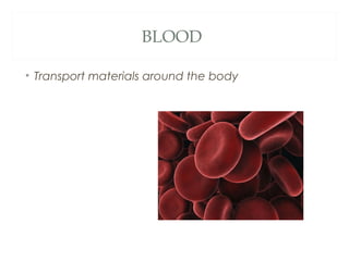 Blood and blood vessel | PPT