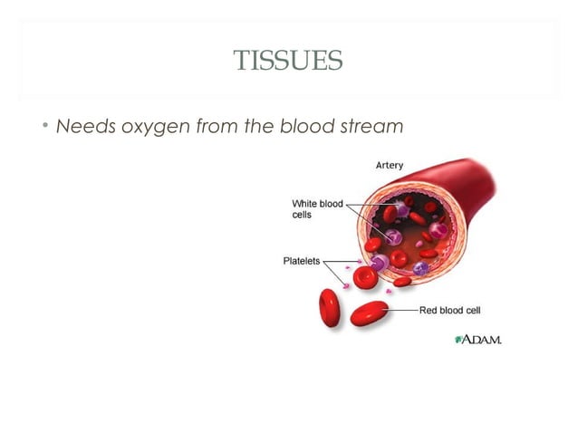 Blood and blood vessel | PPT