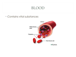 Blood and blood vessel | PPT