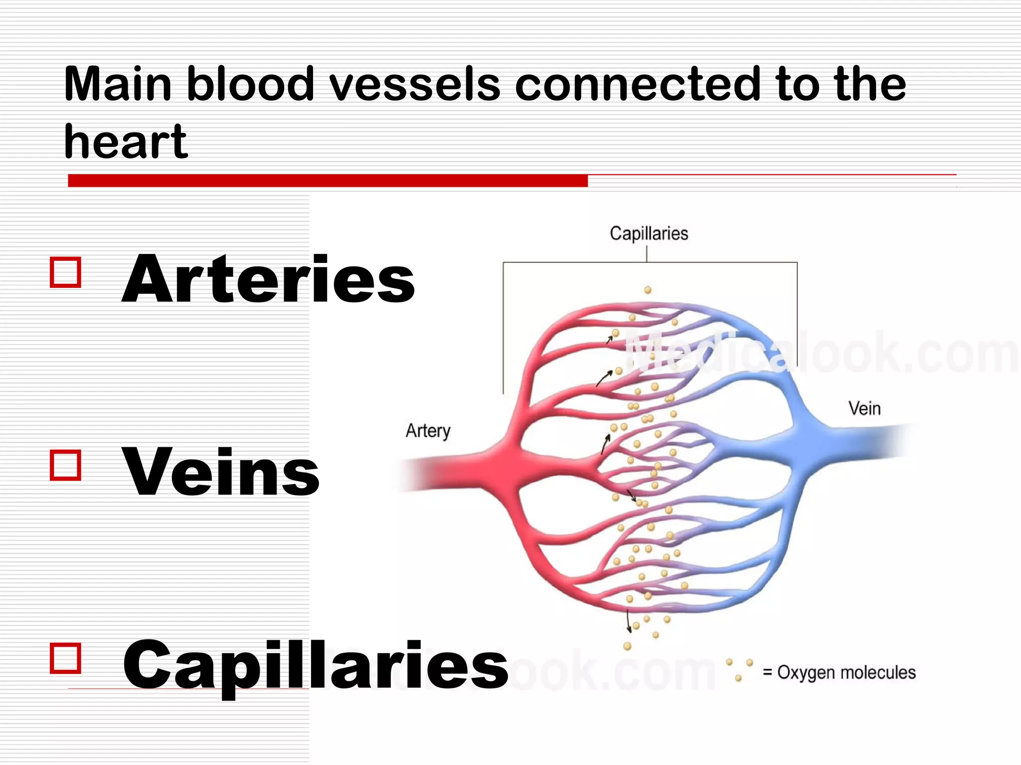 Blood and Blood Vessels | PPT