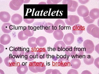 Blood and Blood Vessels | PPT