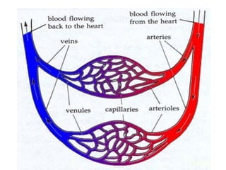 Blood and Blood Vessels | PPT