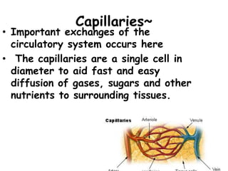 Blood and Blood Vessels | PPTX