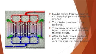 blood and blood vessels.pptx .for igcse biology | PPTX