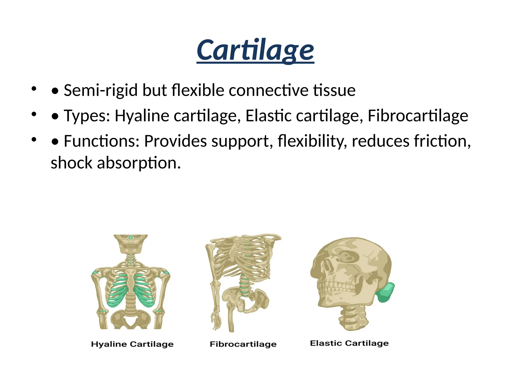 Blood_and_Cartilage_Presentation.pptx file | PPTX