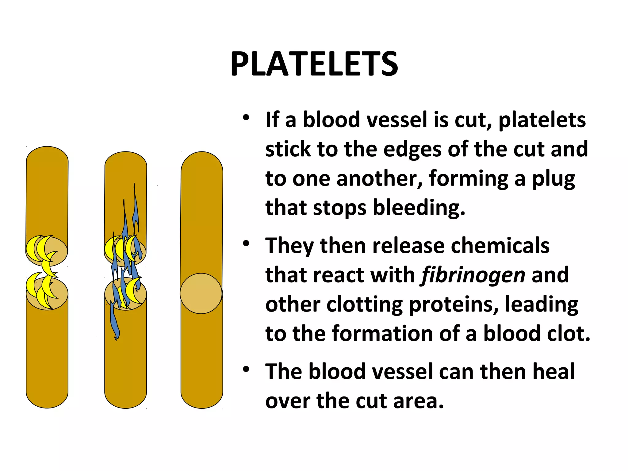 Blood and donation facts | PPT