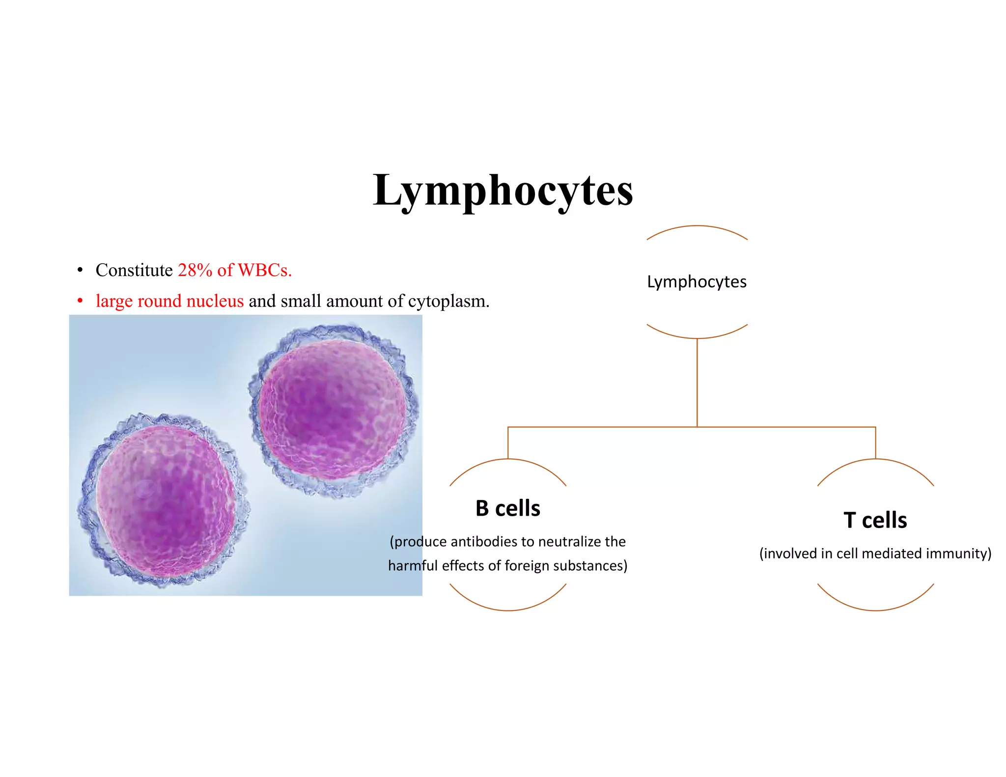 Blood and its circulation | PDF