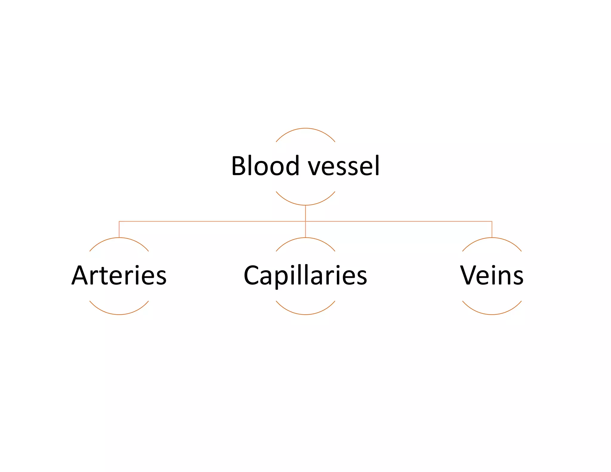 Blood and its circulation | PDF