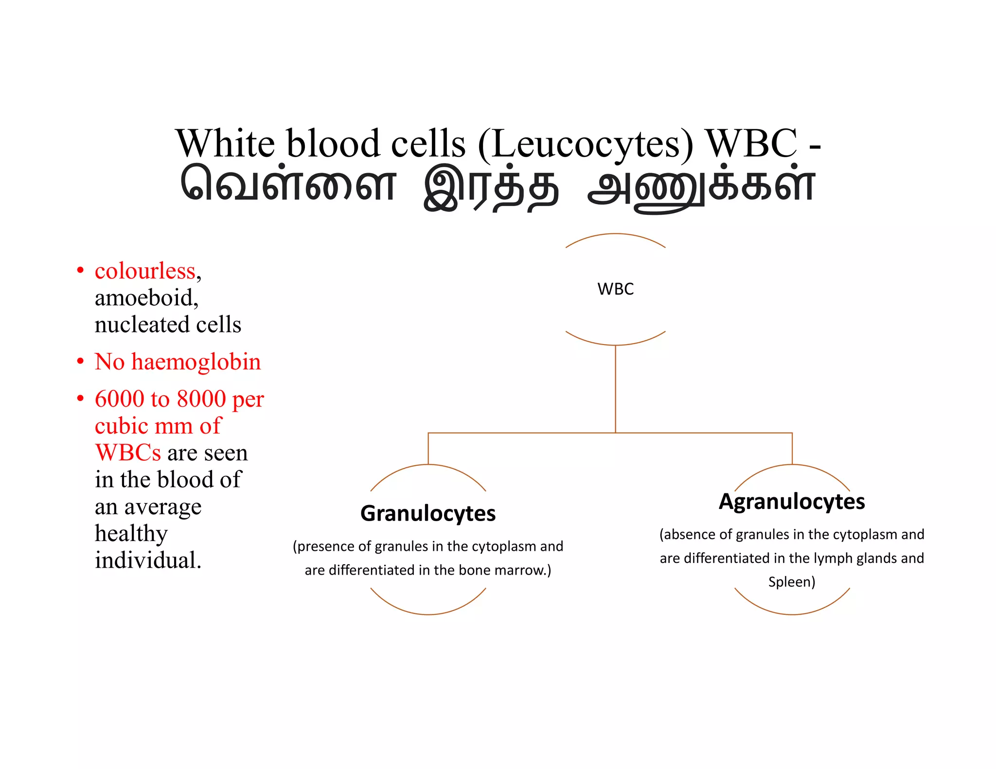 Blood and its circulation | PDF