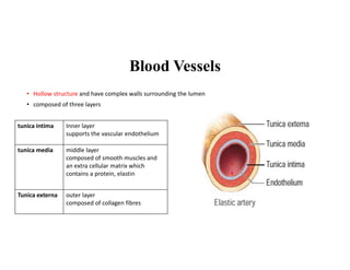 Blood and its circulation | PDF