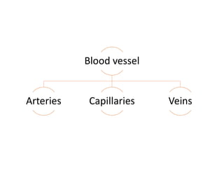 Blood and its circulation | PDF