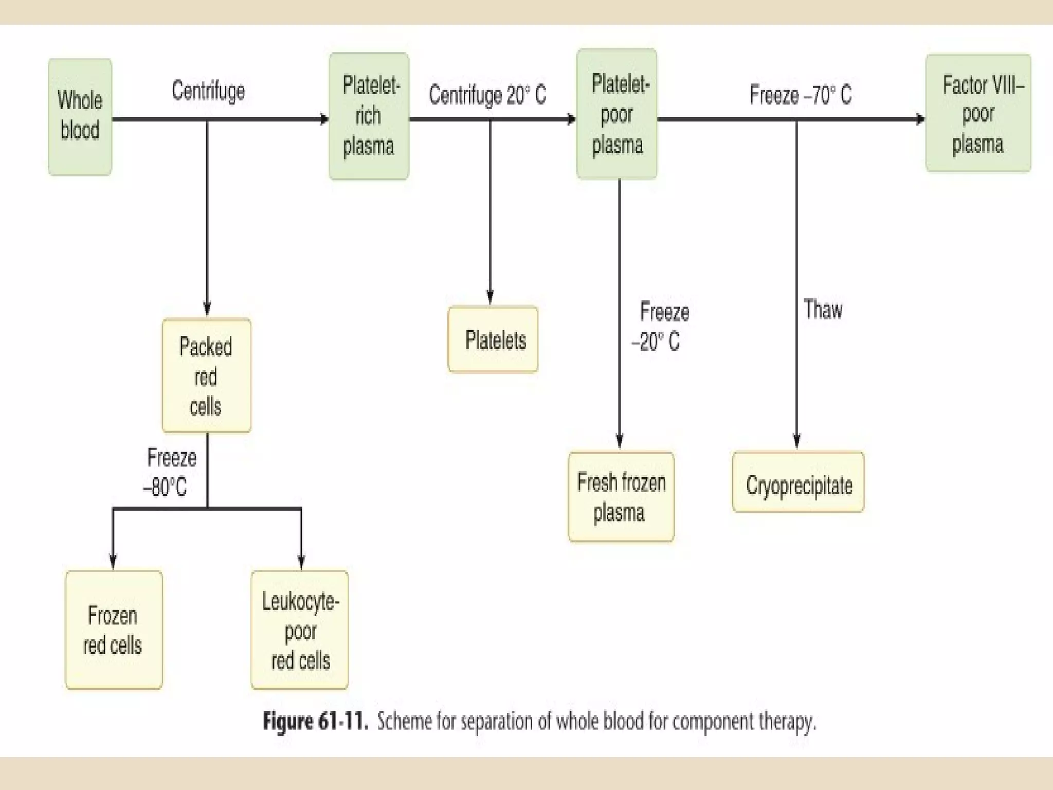 Blood and its components | PPT | Blood Disorders | Diseases and Conditions