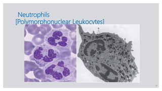 Blood and Its Components | PPTX