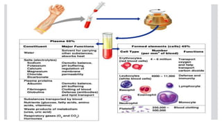 Blood and Its Components | PPTX