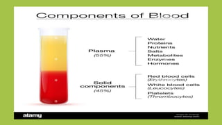 blood and its components.pptx | Blood Disorders | Diseases and Conditions