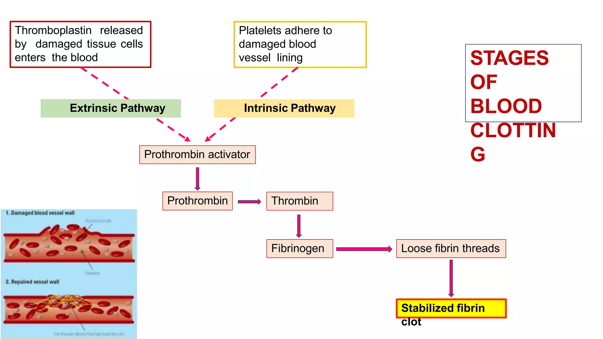 Blood and its components.pptx