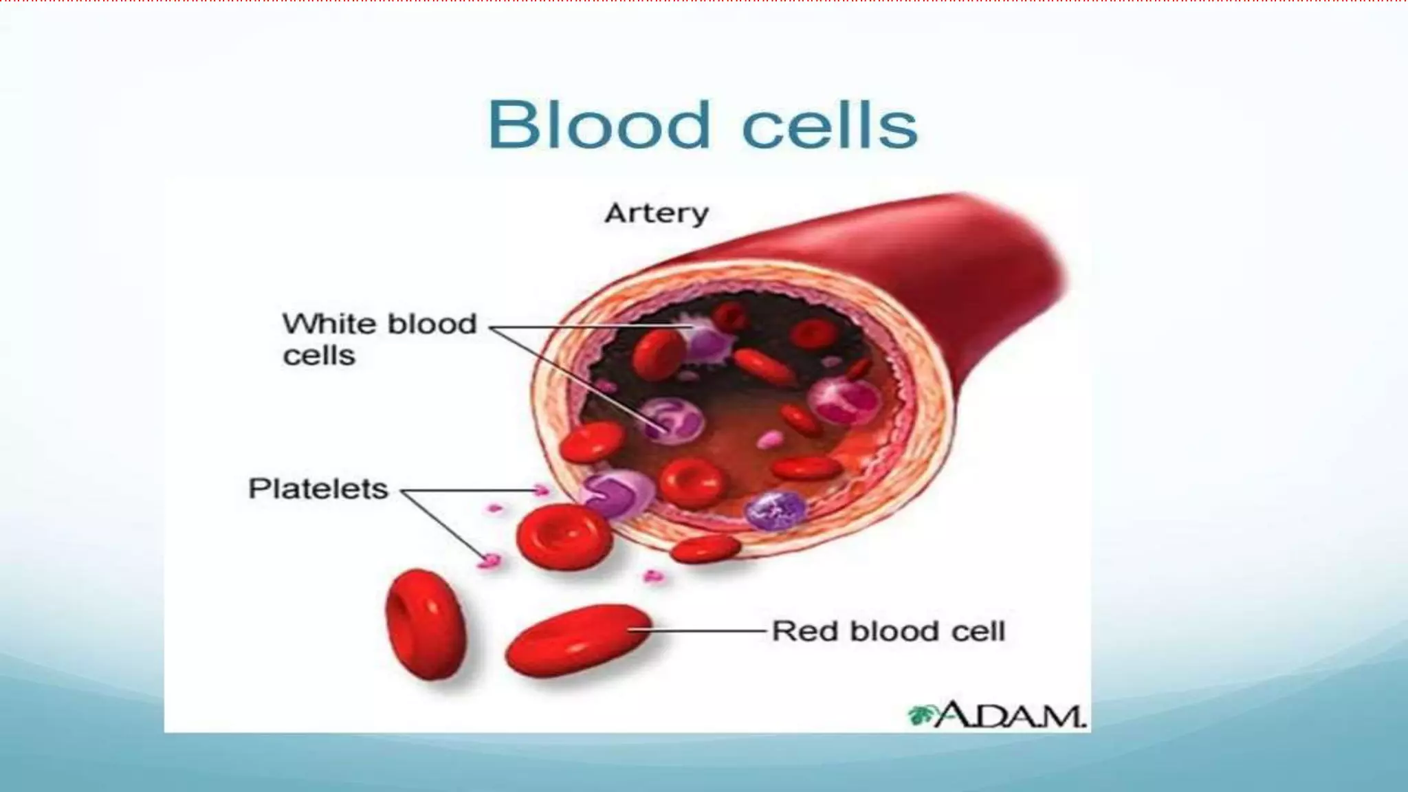 Blood and its composition | PPTX