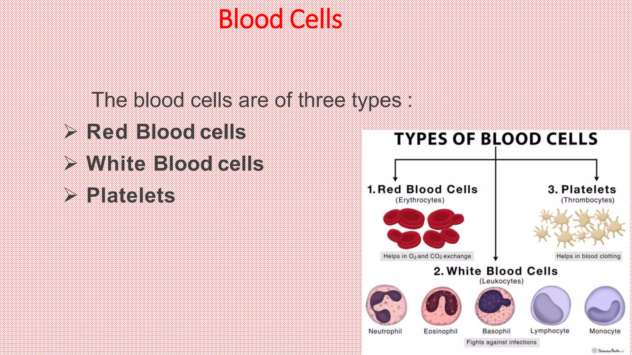 Blood and its composition | PPTX