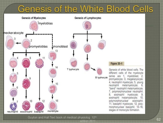 physiology of Blood and its current concepts in coagulation
