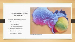 Blood and its importance | PPTX