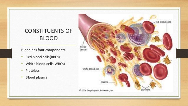Blood and its importance
