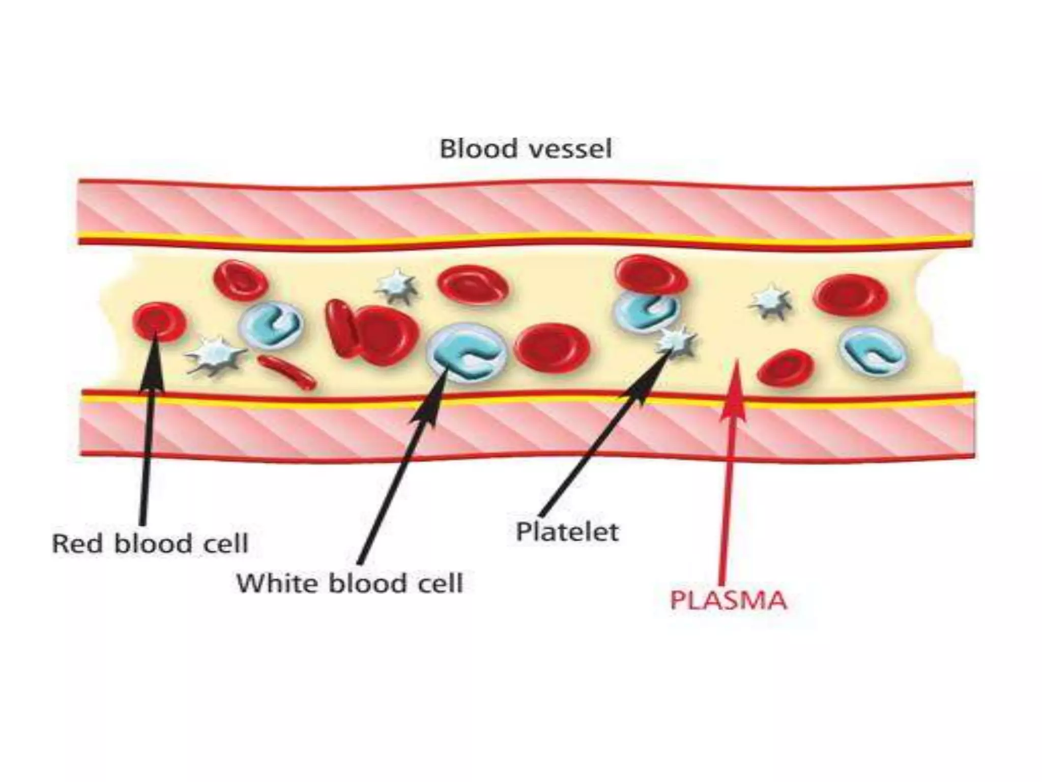 Blood and lymphatic system | PPTX