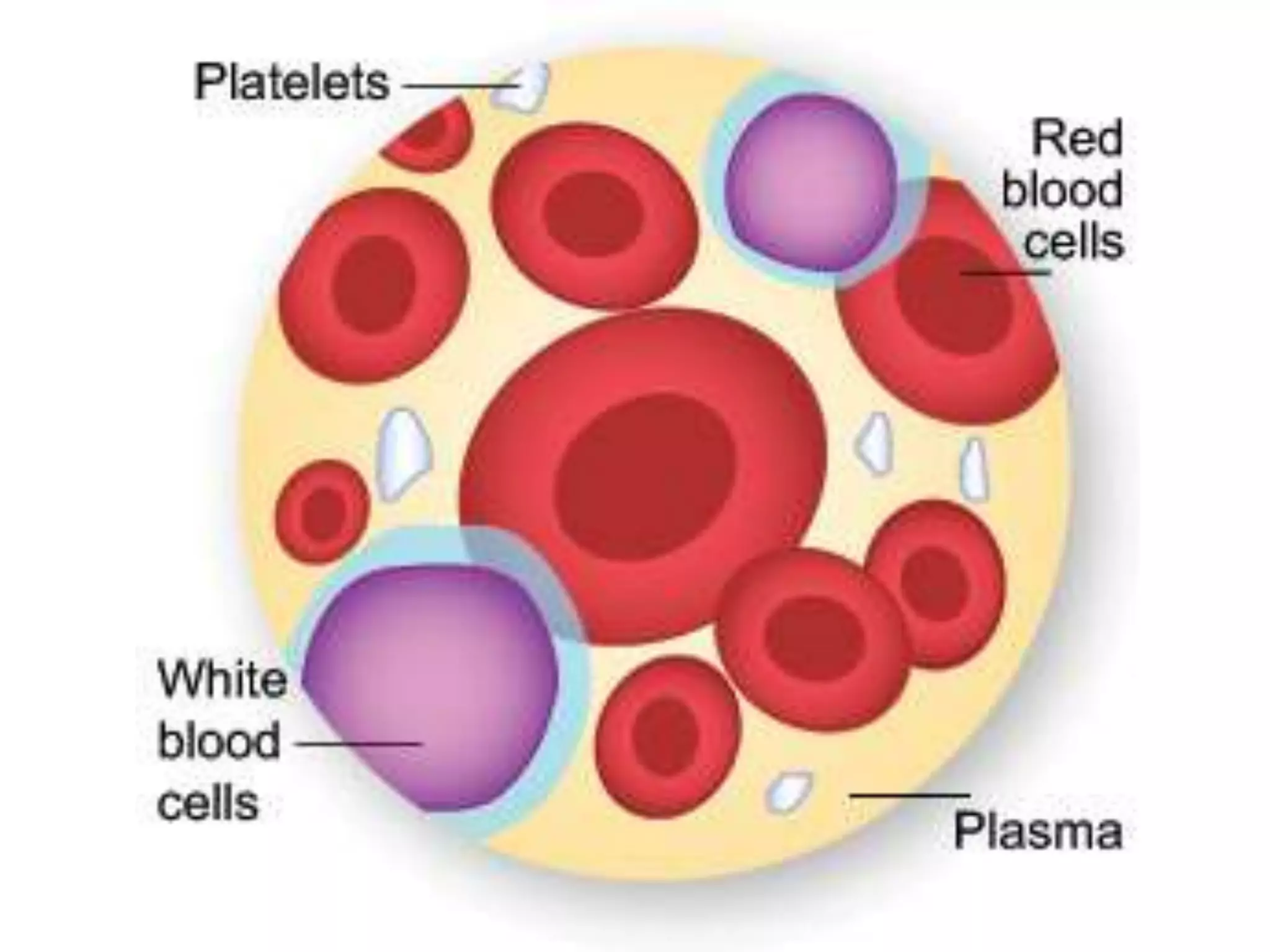 Blood and lymphatic system | PPTX