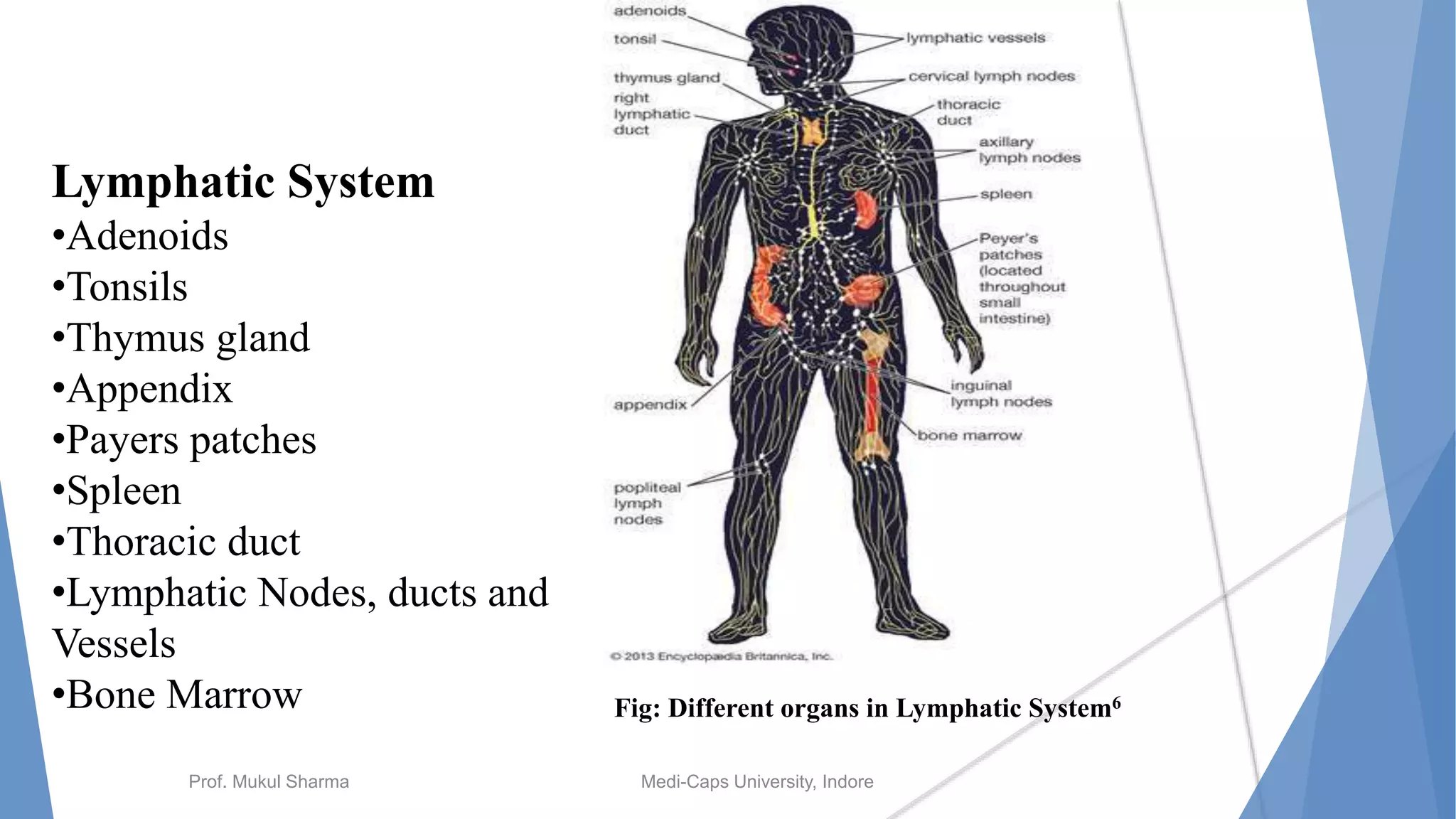 Blood and lymphatic system | PPT