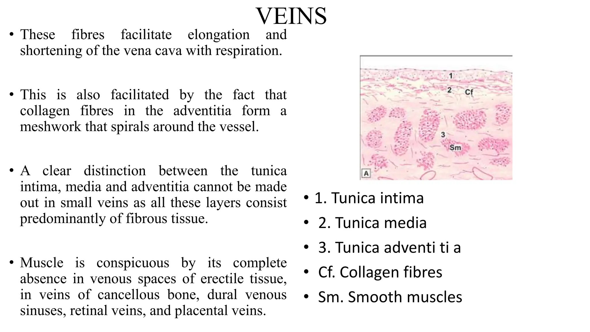 Blood and Lymphatic Vessels by Mrs Umeano.pptx