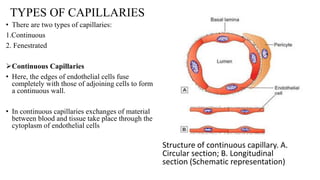 Blood and Lymphatic Vessels by Mrs Umeano.pptx