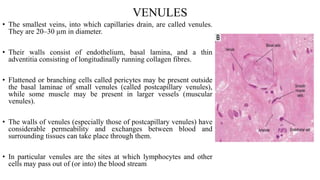 Blood and Lymphatic Vessels by Mrs Umeano.pptx