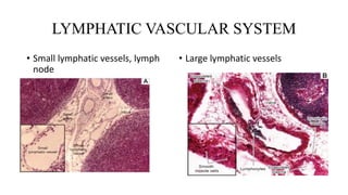 Blood and Lymphatic Vessels by Mrs Umeano.pptx