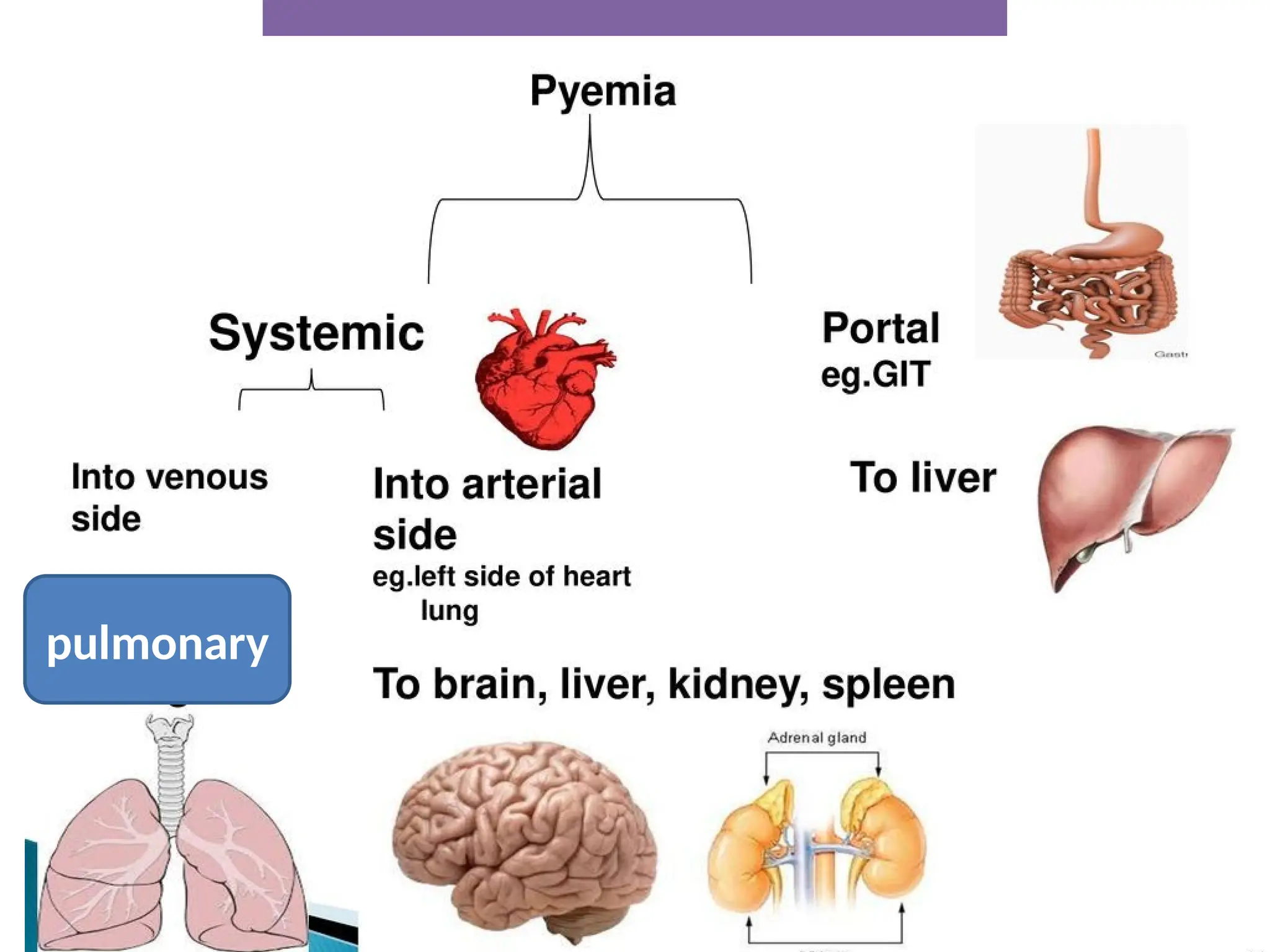 Blood and lymph (Septicemia).pptx Practical 1.pptx