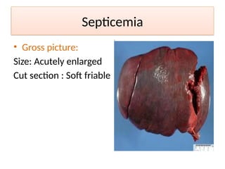 Blood and lymph (Septicemia).pptx Practical 1.pptx