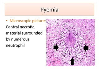 Blood and lymph (Septicemia).pptx Practical 1.pptx