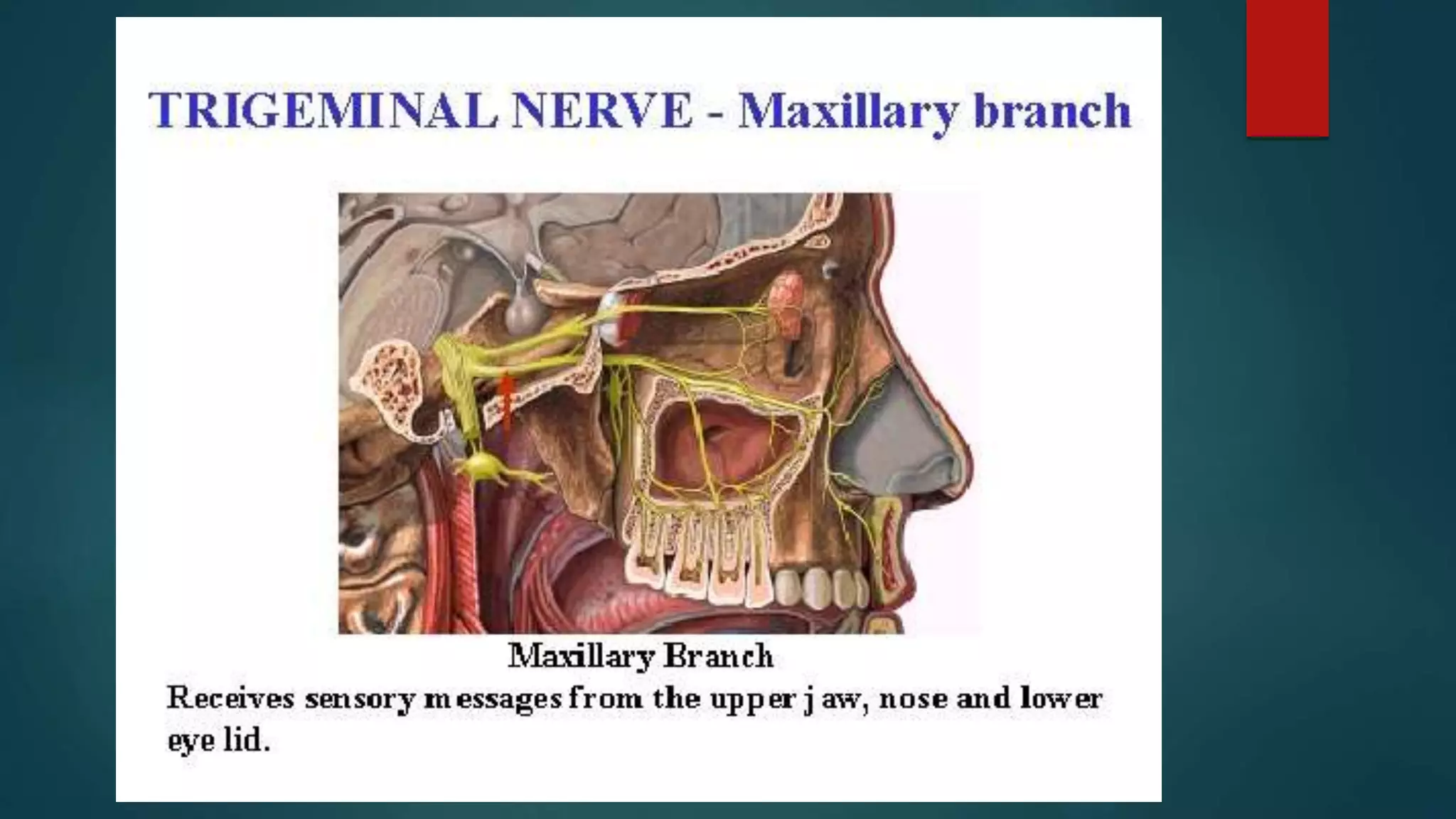 Blood and nerve supply of teeth | PPTX