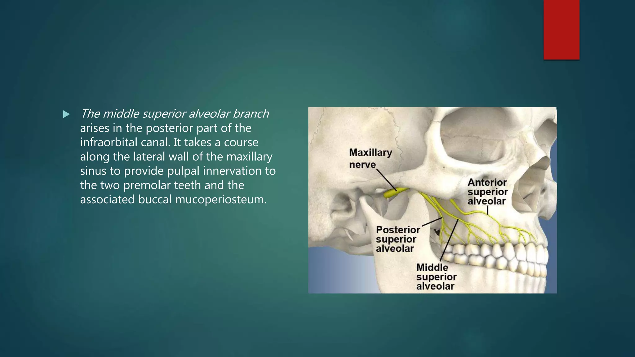 Blood and nerve supply of teeth | PPTX