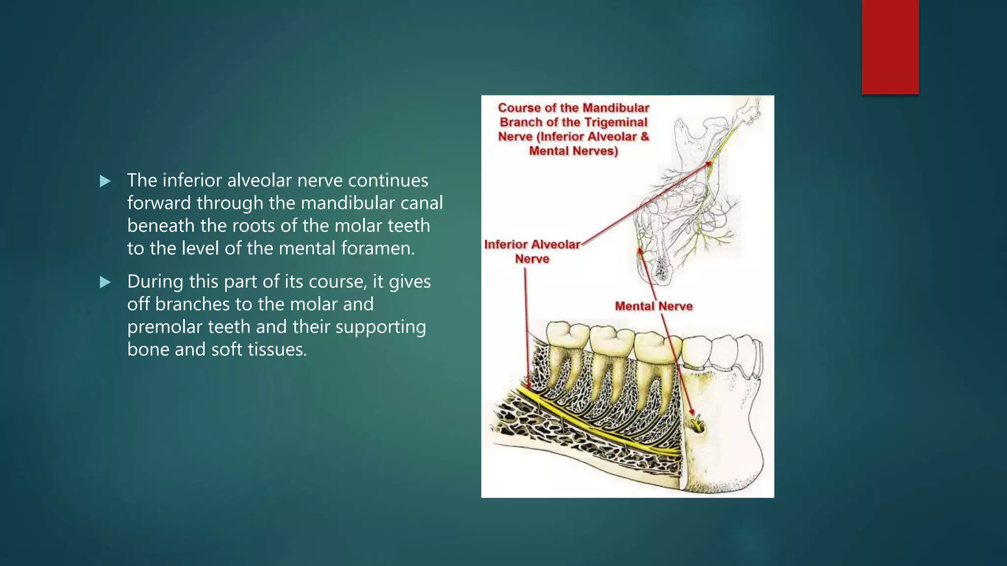 Blood and nerve supply of teeth | PPTX