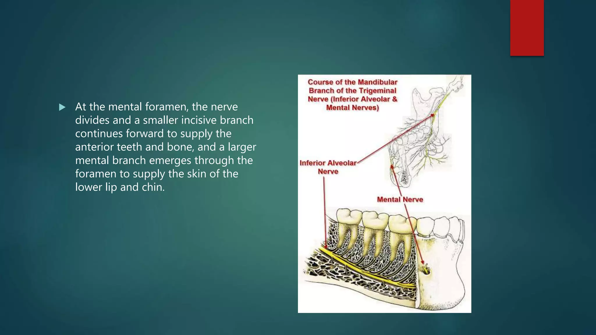 Blood and nerve supply of teeth | PPTX