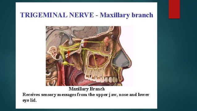 Blood and nerve supply of teeth | PPTX