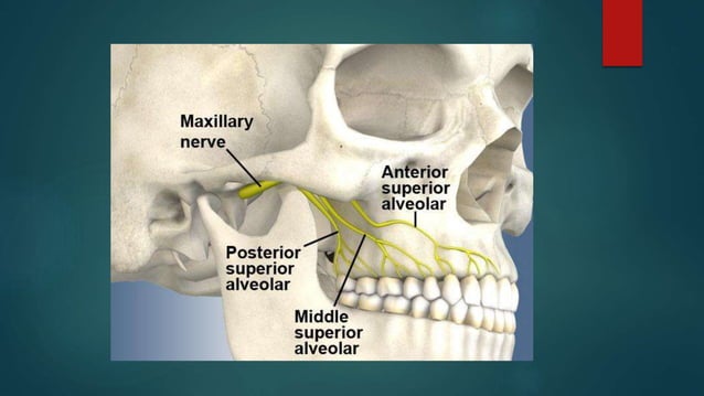 Blood and nerve supply of teeth | PPTX