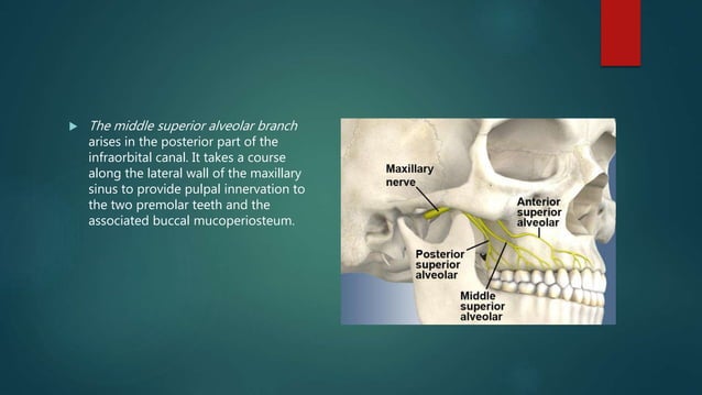 Blood and nerve supply of teeth | PPTX