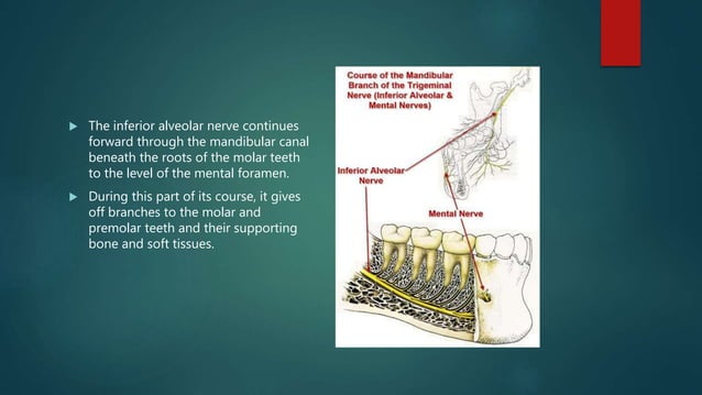 Blood and nerve supply of teeth | PPTX