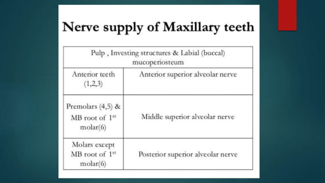 Blood and nerve supply of teeth | PPTX
