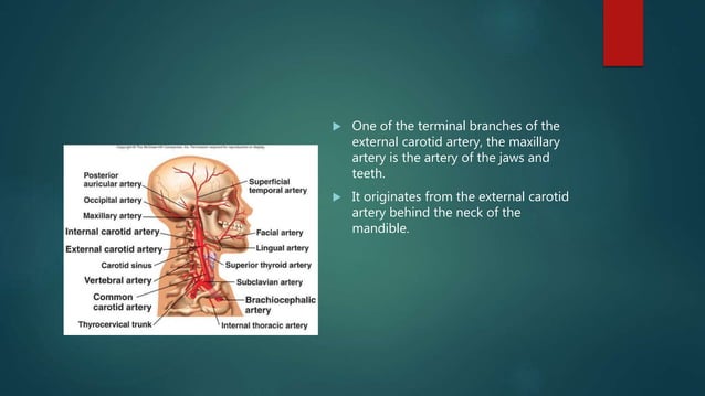 Blood and nerve supply of teeth | PPTX