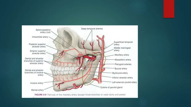 Blood and nerve supply of teeth | PPTX