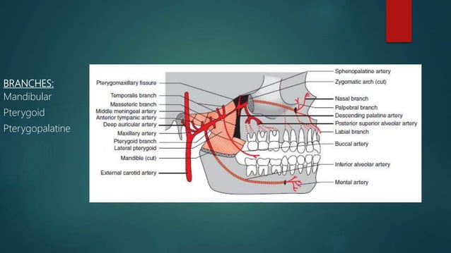 Blood and nerve supply of teeth | PPTX